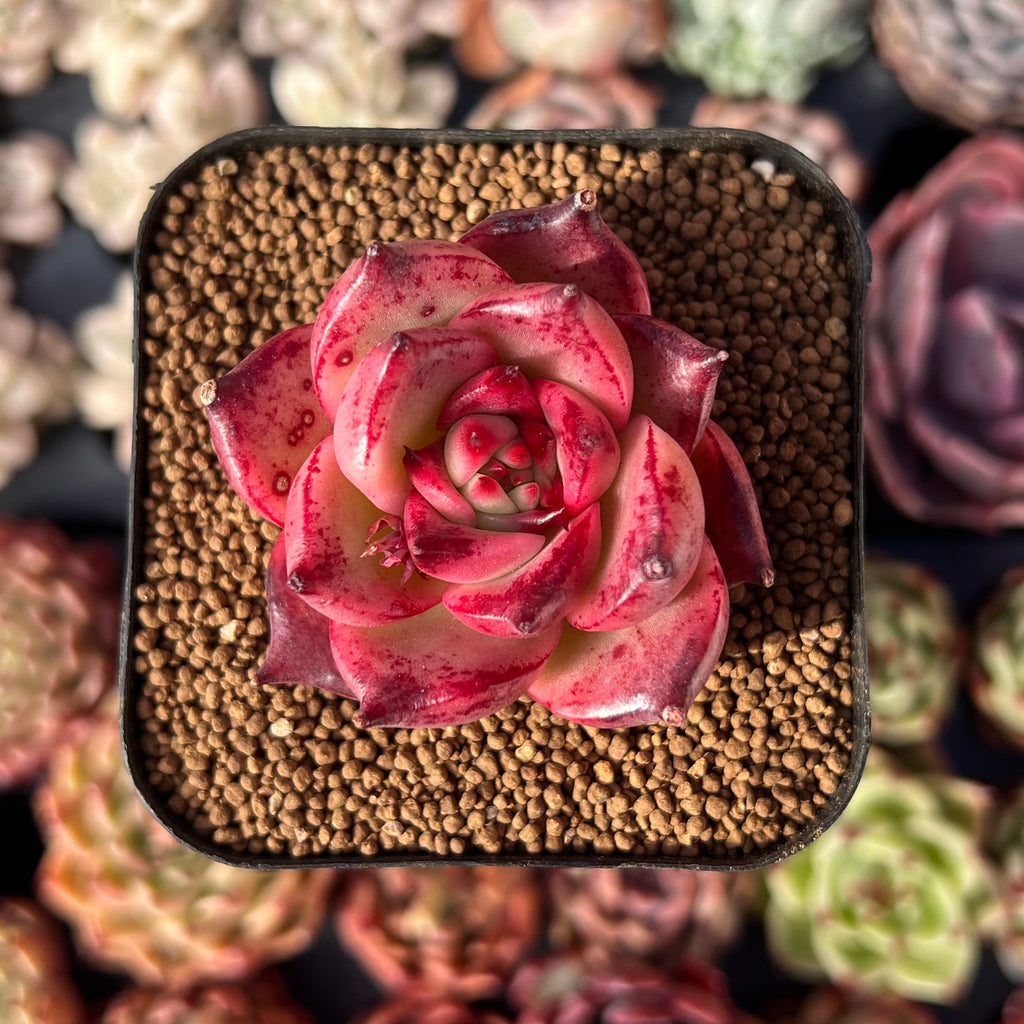 Echeveria Agavoides 'Kanzar' 1"-2" Succulent Plant – True Succulents ...