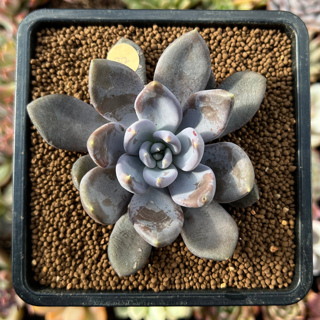 Echeveria 'Purple Princess' 2" Succulent Plant – True Succulents Plant Co.