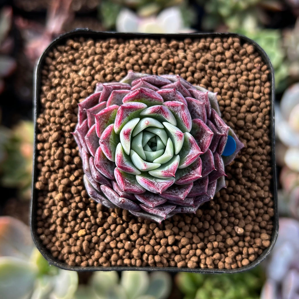 Echeveria 'Red Cat' 2" 'Helena' x 'Sarahime' New Changhee Seed-Grown H ...