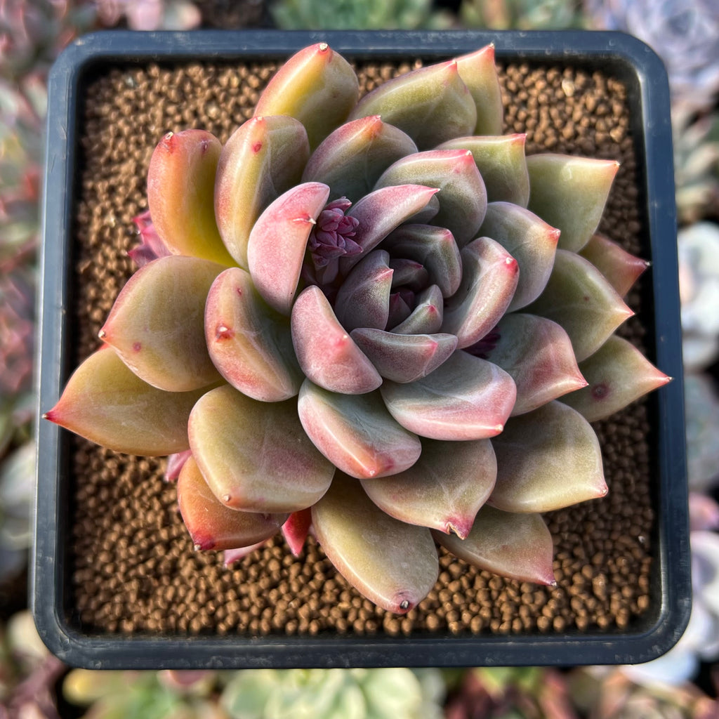 Echeveria 'Dark Grey' 3"-4" Succulent Plant – True Succulents Plant Co.