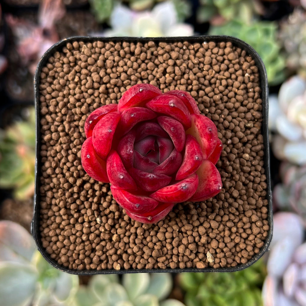 Echeveria Agavoides 'Bipolar' 1" Succulent Plant – True Succulents ...