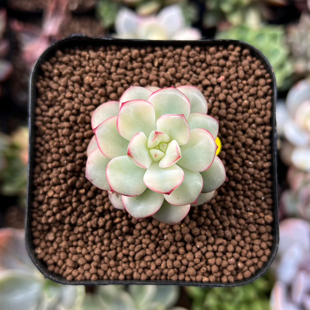 Echeveria 'Tango' Variegated 1" Succulent Plant – True Succulents Plant Co.