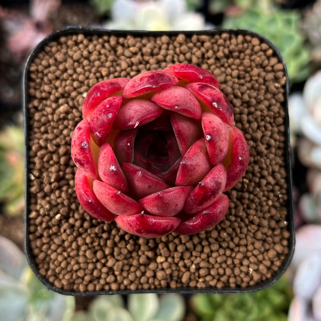 Echeveria Agavoides 'Bipolar' 1" Succulent Plant – True Succulents ...