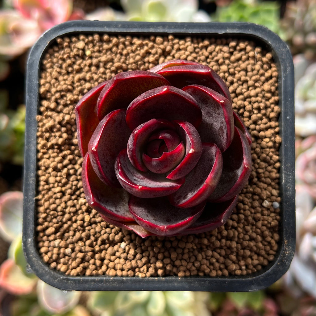 Echeveria 'Red Lantern' New Hybrid 1"-2" Succulent Plant – True ...
