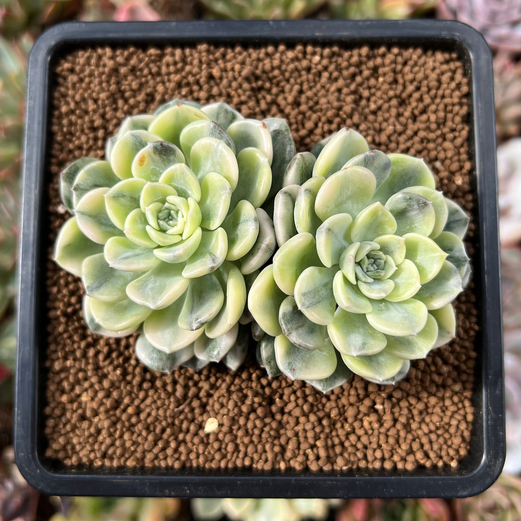 Echeveria 'Tinkerbell' Variegated 3" Succulent Plant – True Succulents ...