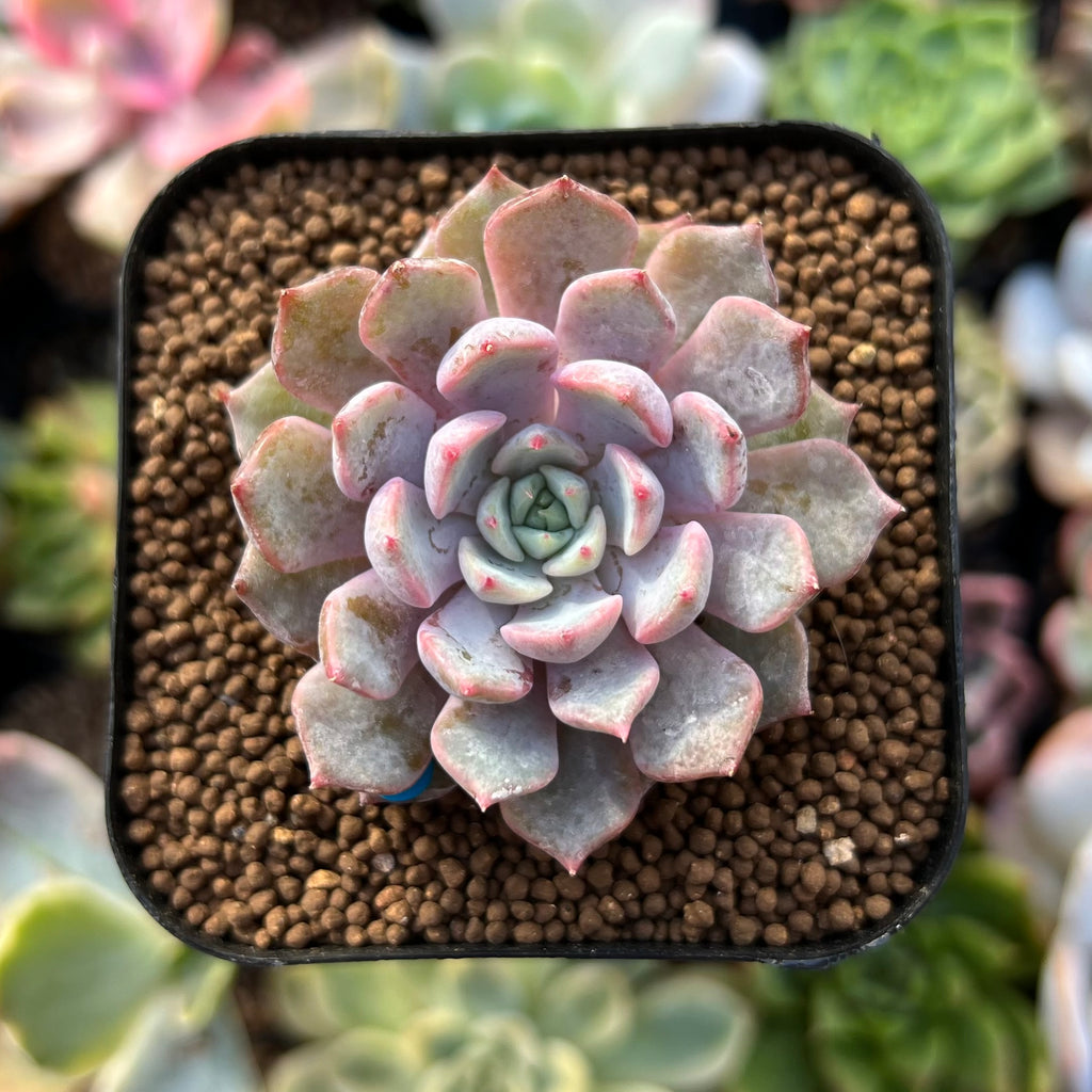 Echeveria 'Star Jay' 1" Succulent Plant – True Succulents Plant Co.