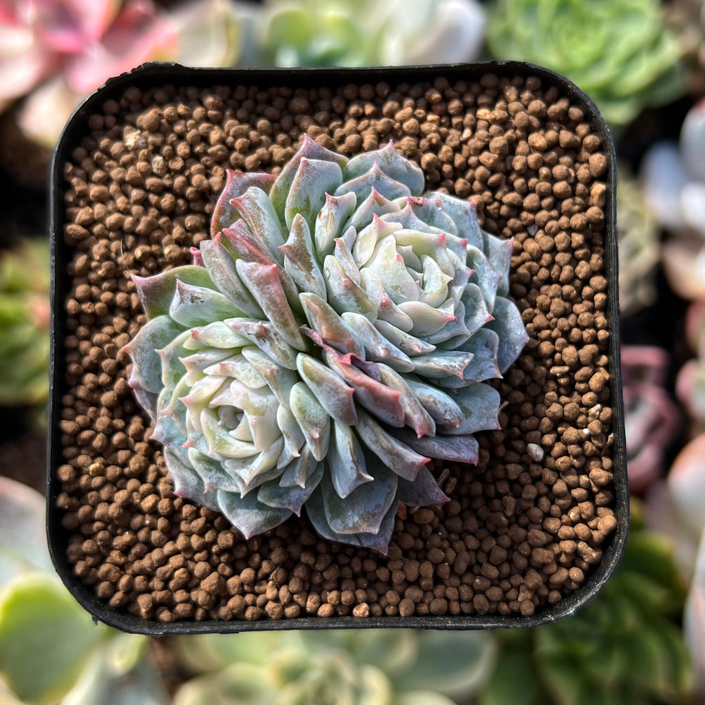 Echeveria 'Modal' 1" Cluster Succulent Plant – True Succulents Plant Co.