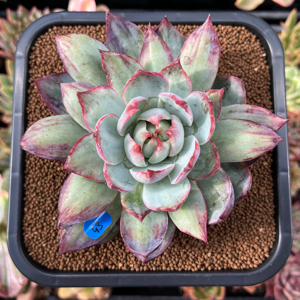 Echeveria 'Casio' Variegated 4"-5" Succulent Plant – True Succulents ...