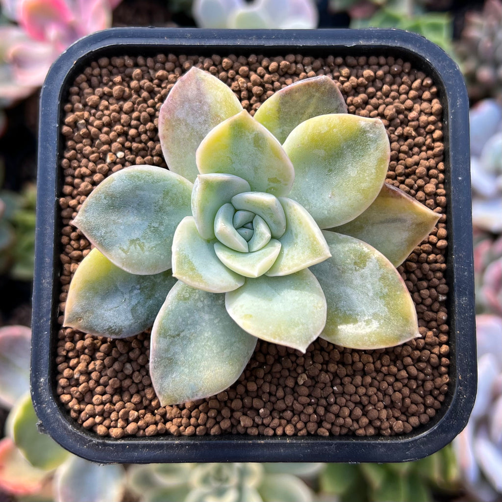 Graptoveria 'Harry Watson' 1"-2" Succulent Plant – True Succulents ...