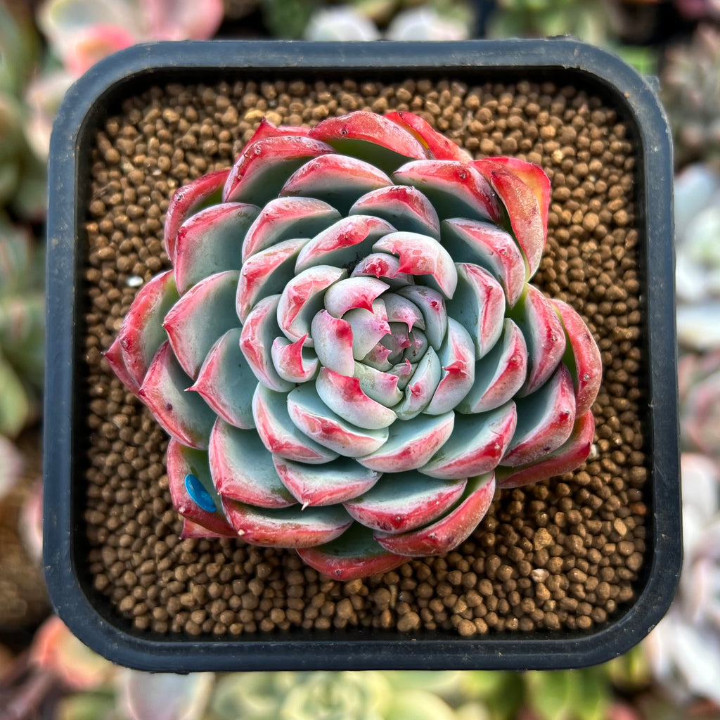 Echeveria 'Pink Crystal' 2" Succulent Plant – True Succulents Plant Co.