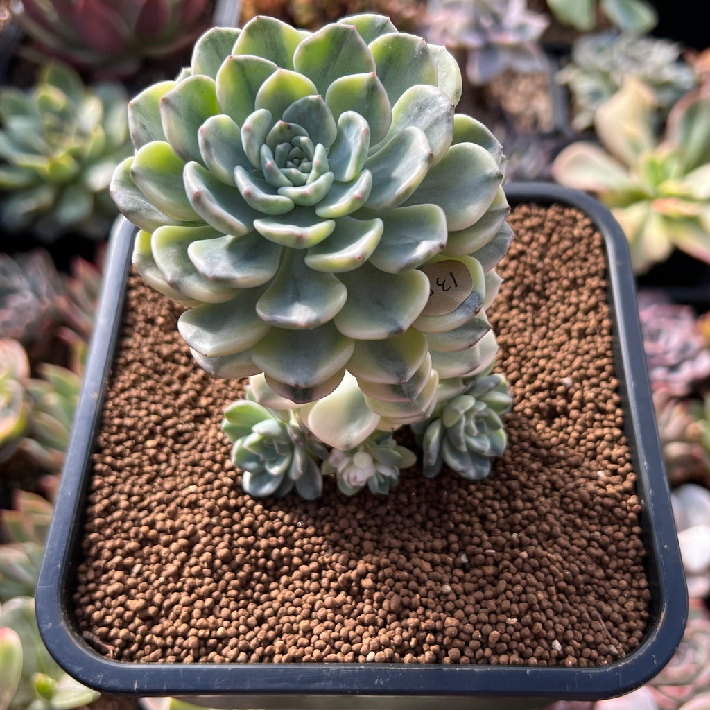 Echeveria 'Tinkerbell' Variegated 2"-3" Succulent Plant – True ...