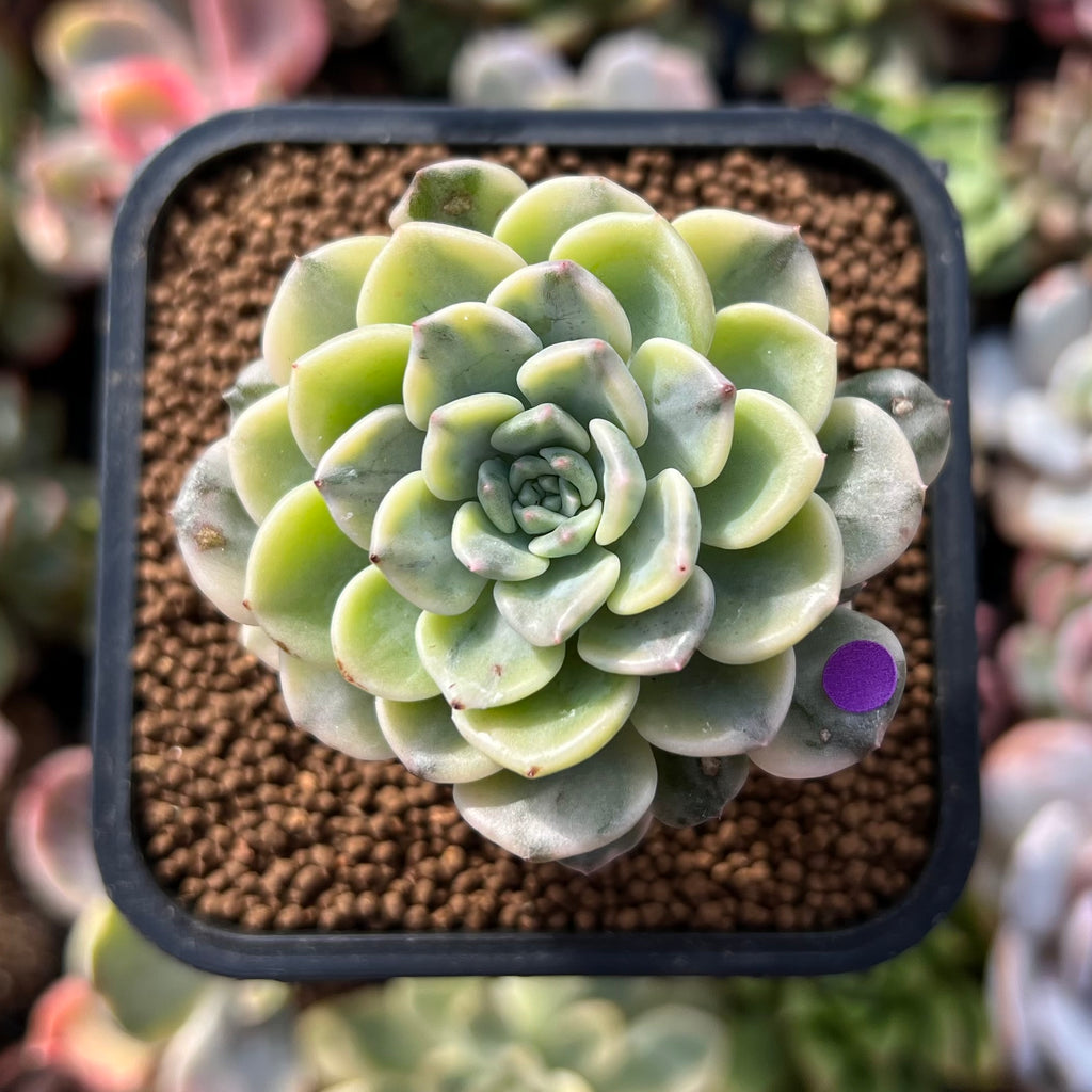 Echeveria 'Tinkerbell' Variegated 1"-2" Succulent Plant – True ...