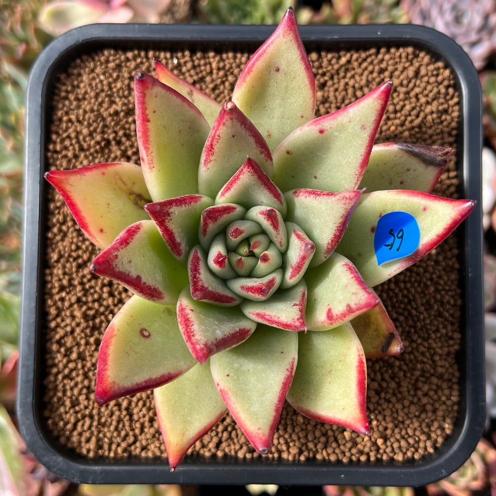 Echeveria Agavoides 'Ruby Talon' 4" Succulent Plant – True Succulents ...
