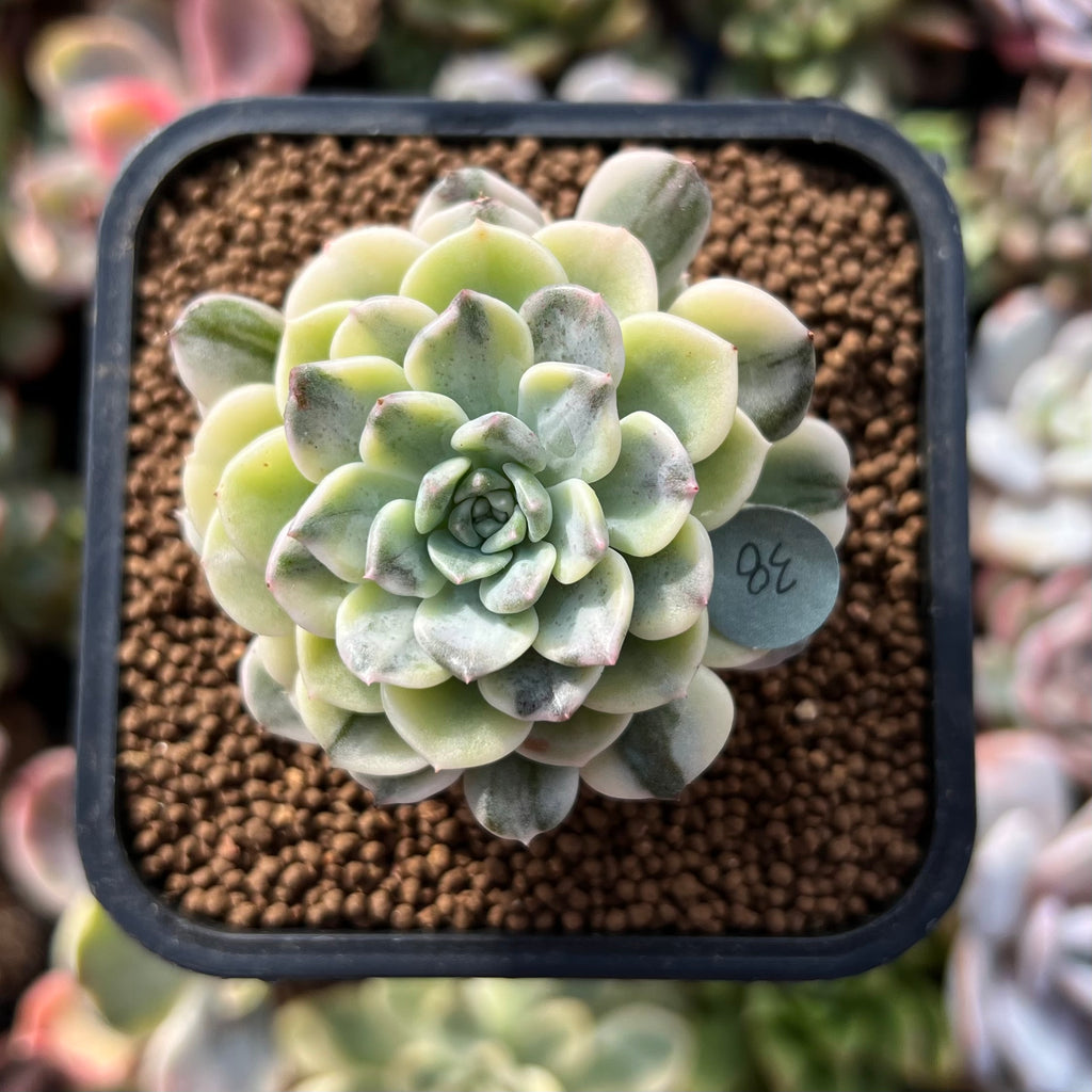 Echeveria 'Tinkerbell' Variegated 1"-2" Succulent Plant – True ...