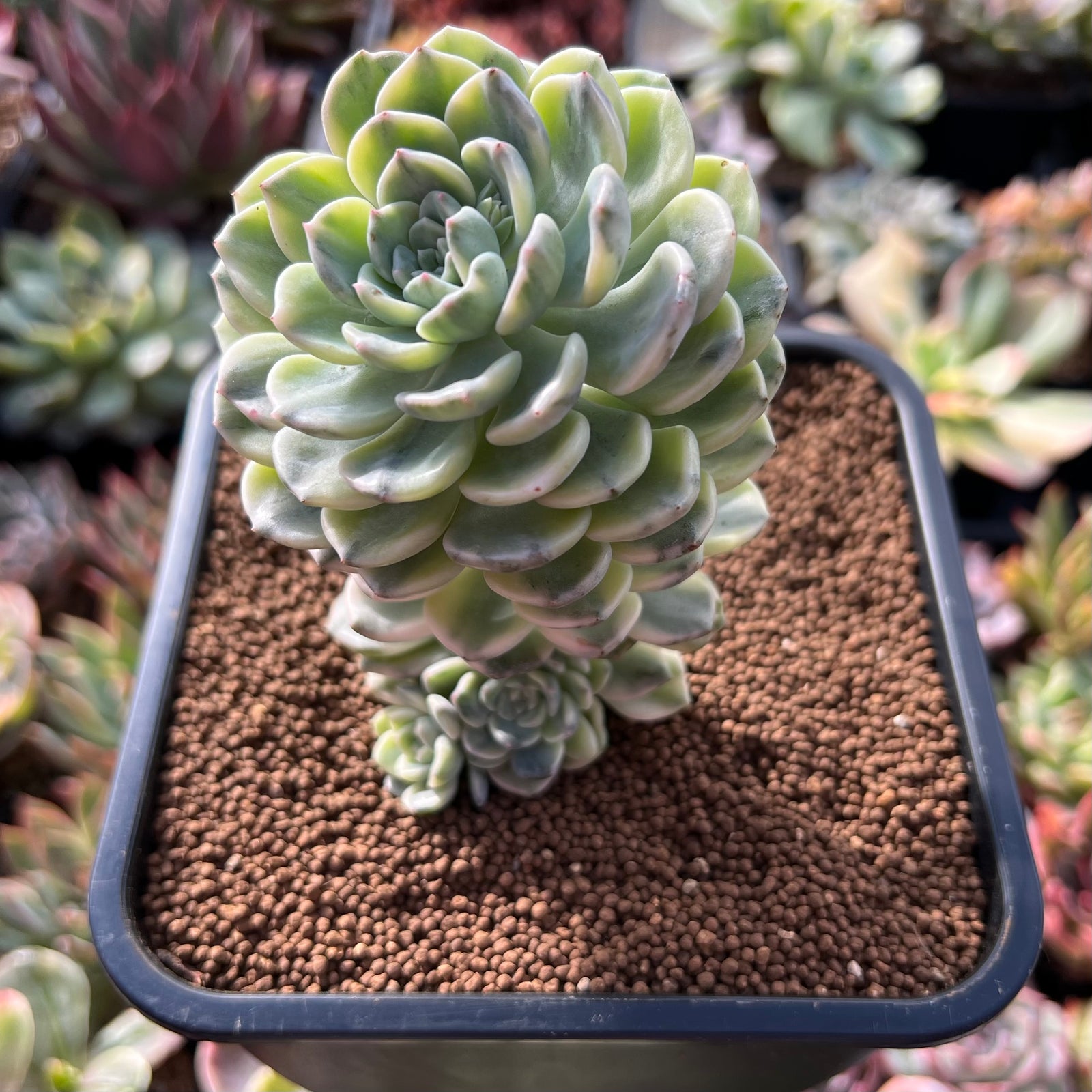 Echeveria 'Tinkerbell' Variegated 2"-3" Succulent Plant – True ...