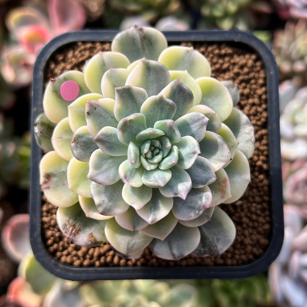 Echeveria 'Tinkerbell' Variegated 1"-2" Succulent Plant – True ...