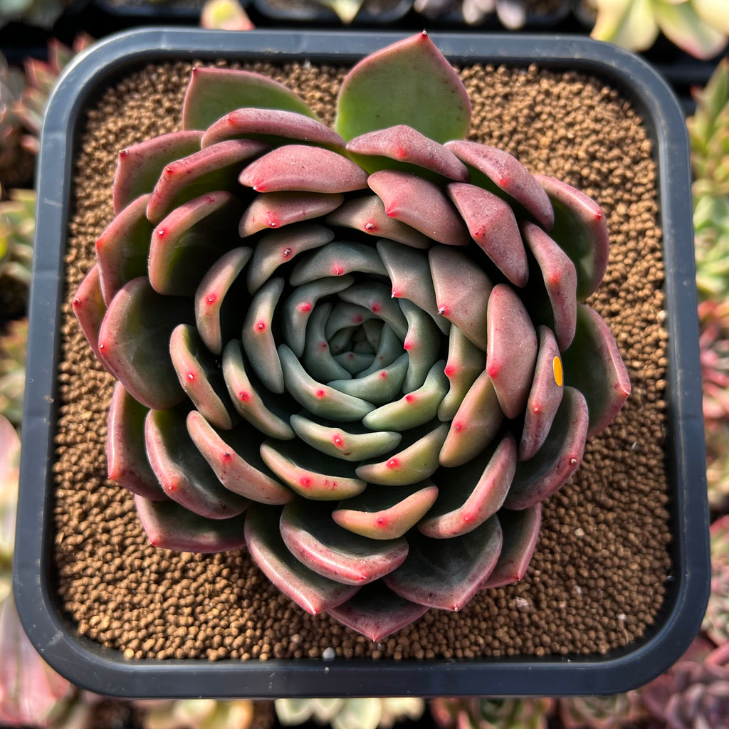 Echeveria 'White Champaign' 4" Large Succulent Plant – True Succulents ...