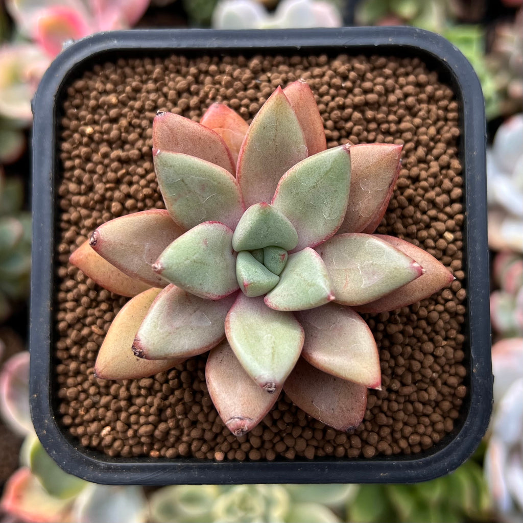 Echeveria 'Angel Star' 1"-2” Succulent Plant – True Succulents Plant Co.