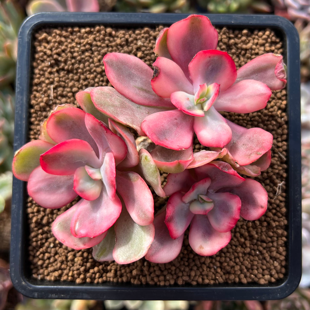 Echeveria 'Suyon' Variegated Cluster 2"-3" Succulent Plant – True ...