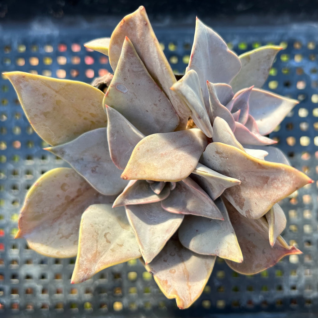 Echeveria 'Rodolfi' 2" Cluster Succulent Plant – True Succulents Plant Co.