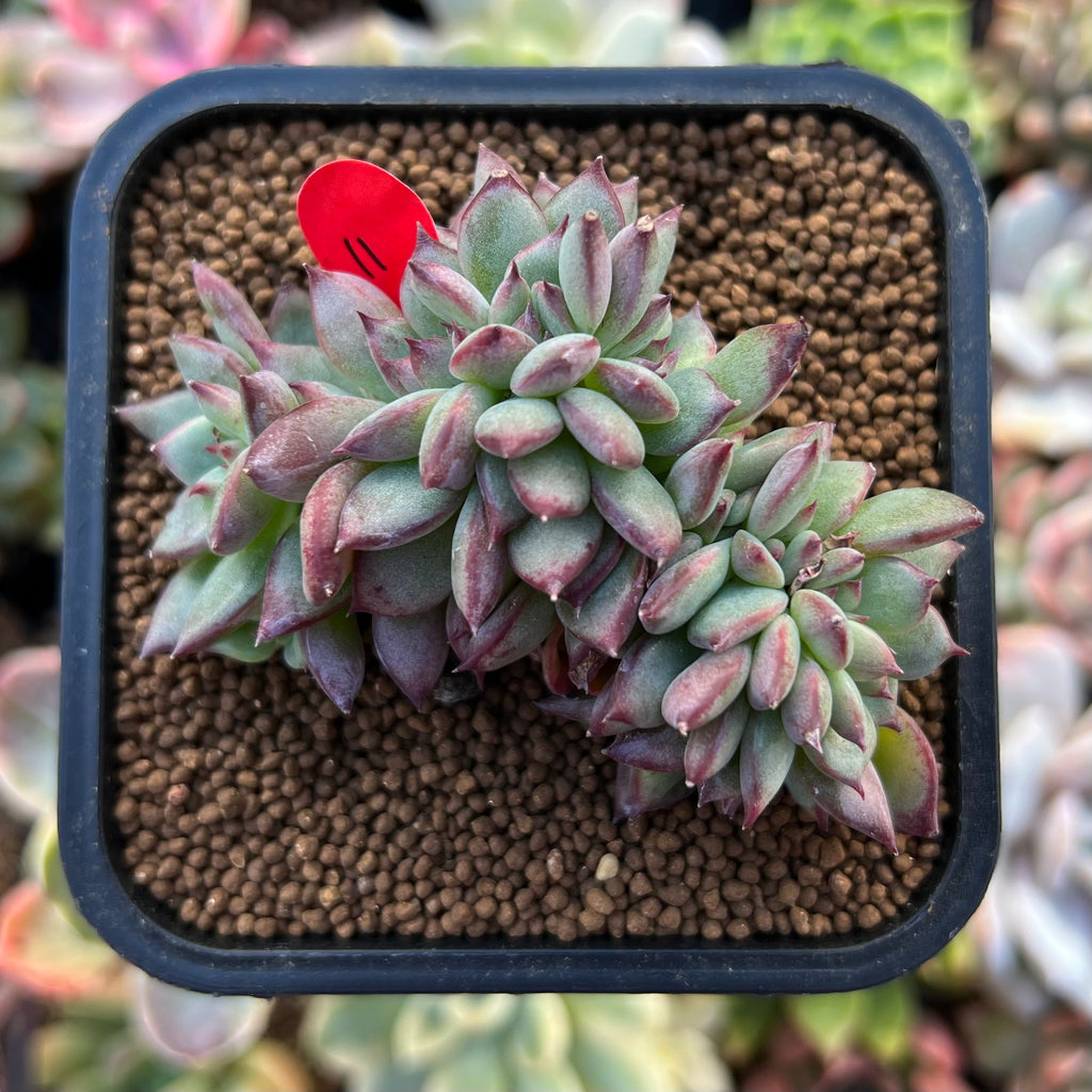 Echeveria 'Ratam' Crested 2" Succulent Plant – True Succulents Plant Co.