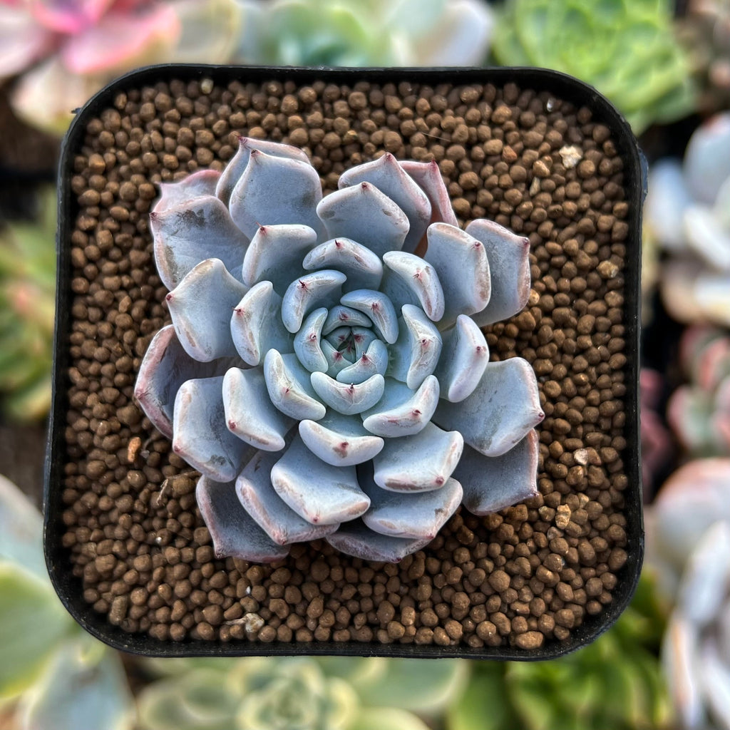 Echeveria 'Gray Rosa' 1" Powdery Succulent Plant – True Succulents ...