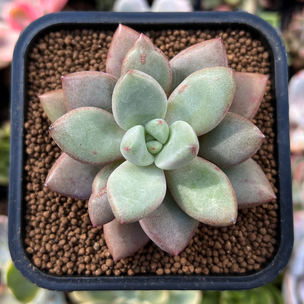 Echeveria 'Angel Star' 1"-2” Succulent Plant – True Succulents Plant Co.