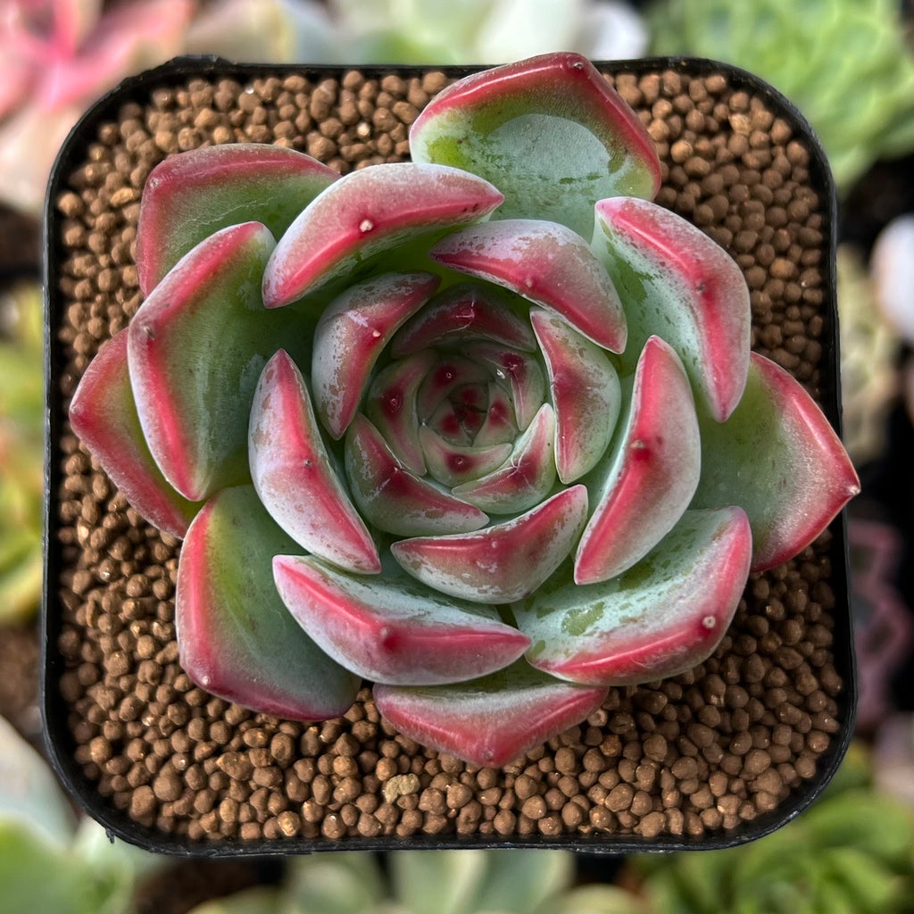 Echeveria 'Estrella' 2" Succulent Plant – True Succulents Plant Co.