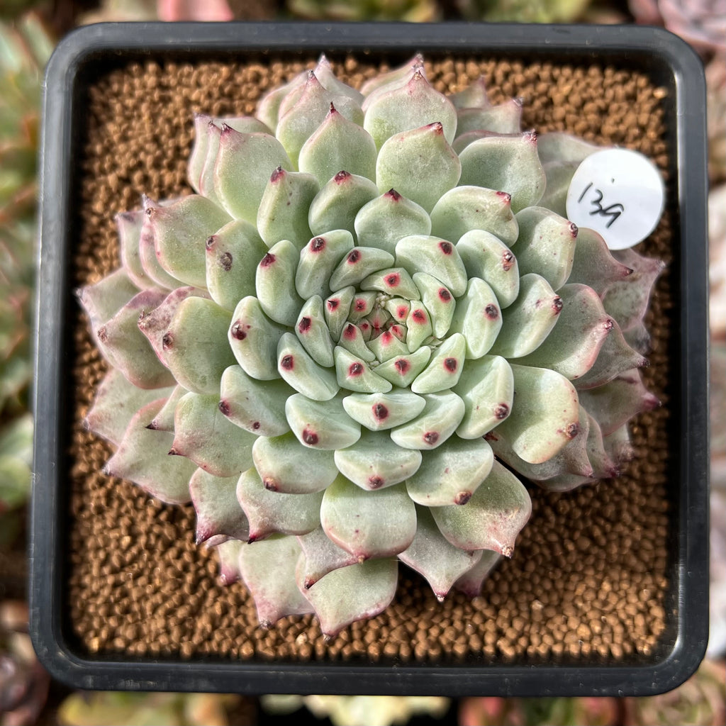 Echeveria 'Zaragoza' 3" Large Succulent Plant – True Succulents Plant Co.
