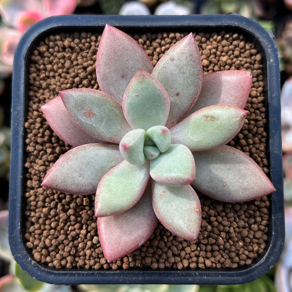 Echeveria 'Angel Star' 1"-2” Succulent Plant – True Succulents Plant Co.