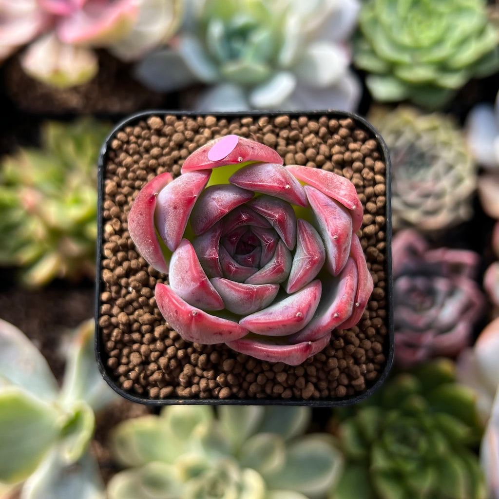 Echeveria 'Estrella' 1" Small Succulent Plant – True Succulents Plant Co.