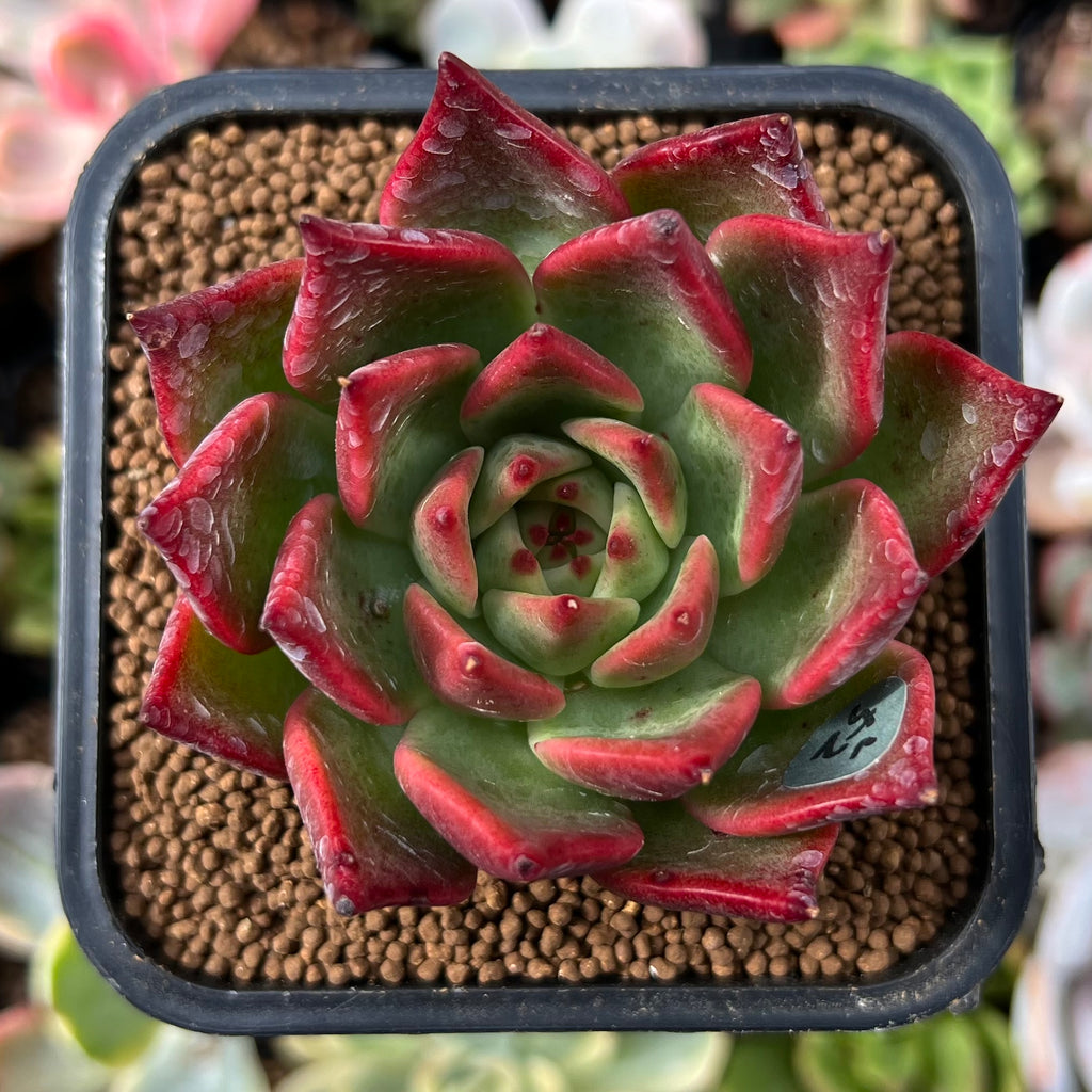 Echeveria 'Red Lance' 2" Succulent Plant – True Succulents Plant Co.