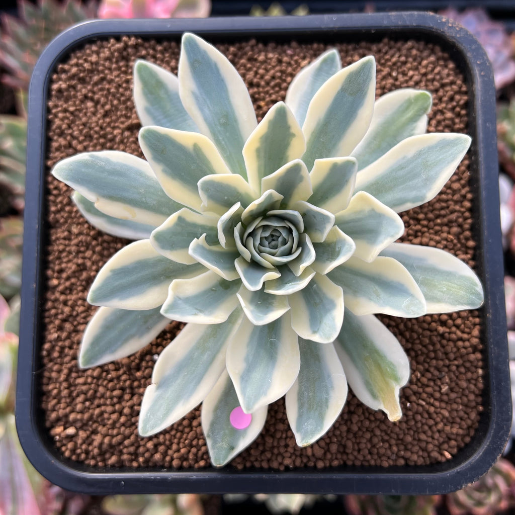 Orostachys 'Fuji' Variegated 2"-3" Succulent Plant – True Succulents ...