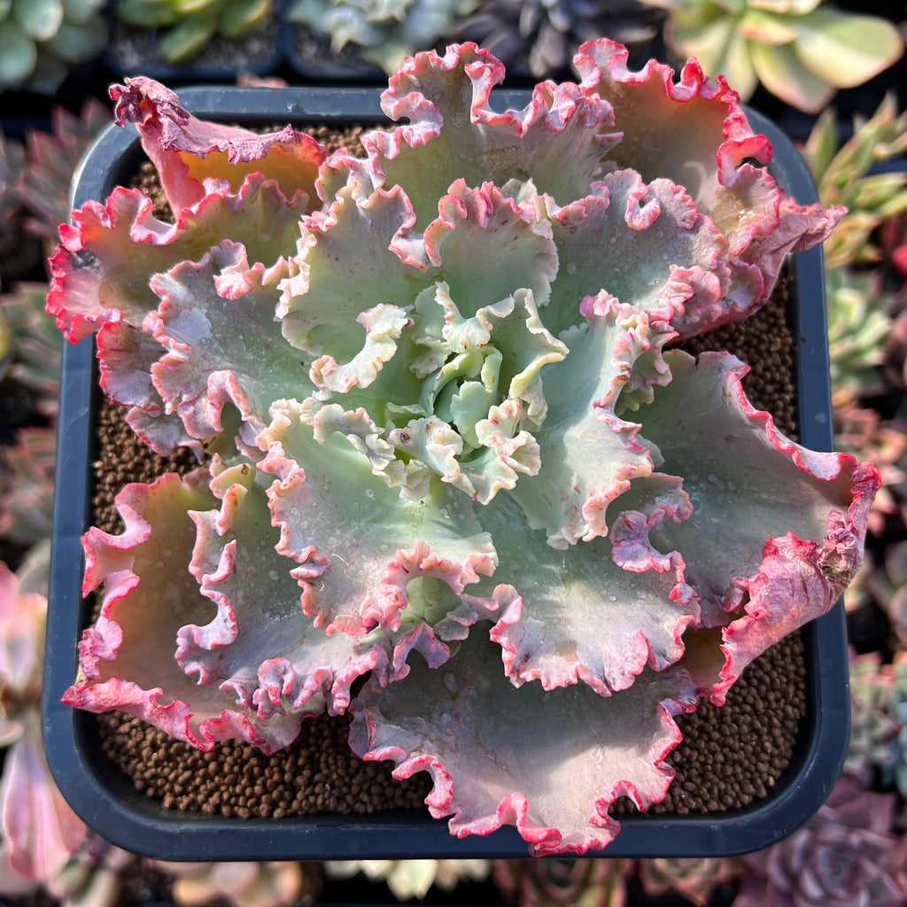 Echeveria 'Cleopatra' 4" Succulent Plant – True Succulents Plant Co.