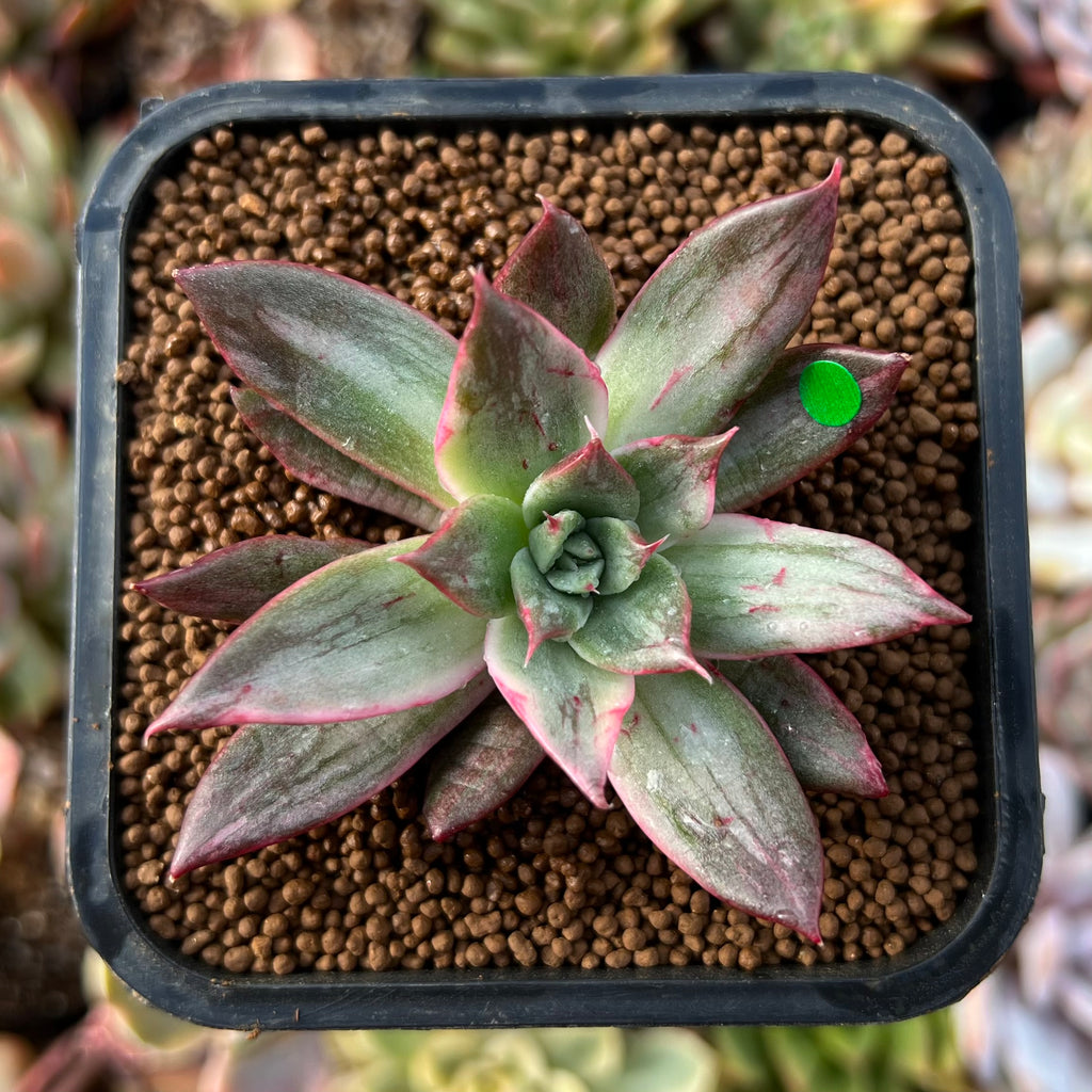 Echeveria 'Leopard' Silver Variegated 1" Succulent Plant – True ...