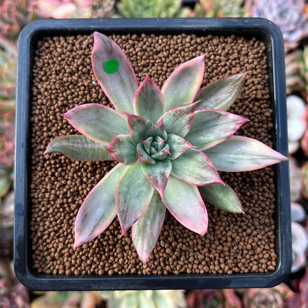 Echeveria 'Leopard' Silver Variegated 2" Succulent Plant – True ...