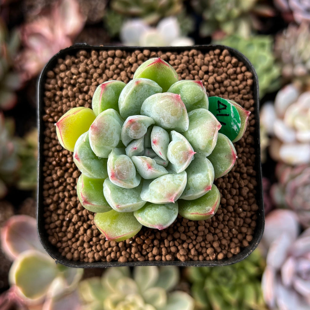Echeveria 'Albi Drop' 1" Succulent Plant – True Succulents Plant Co.