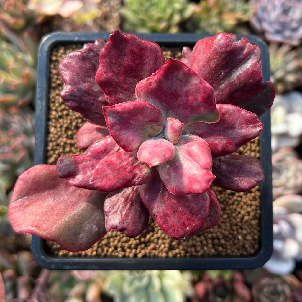 Echeveria 'Diamond State' Variegated 2"-3" Succulent Plant – True ...