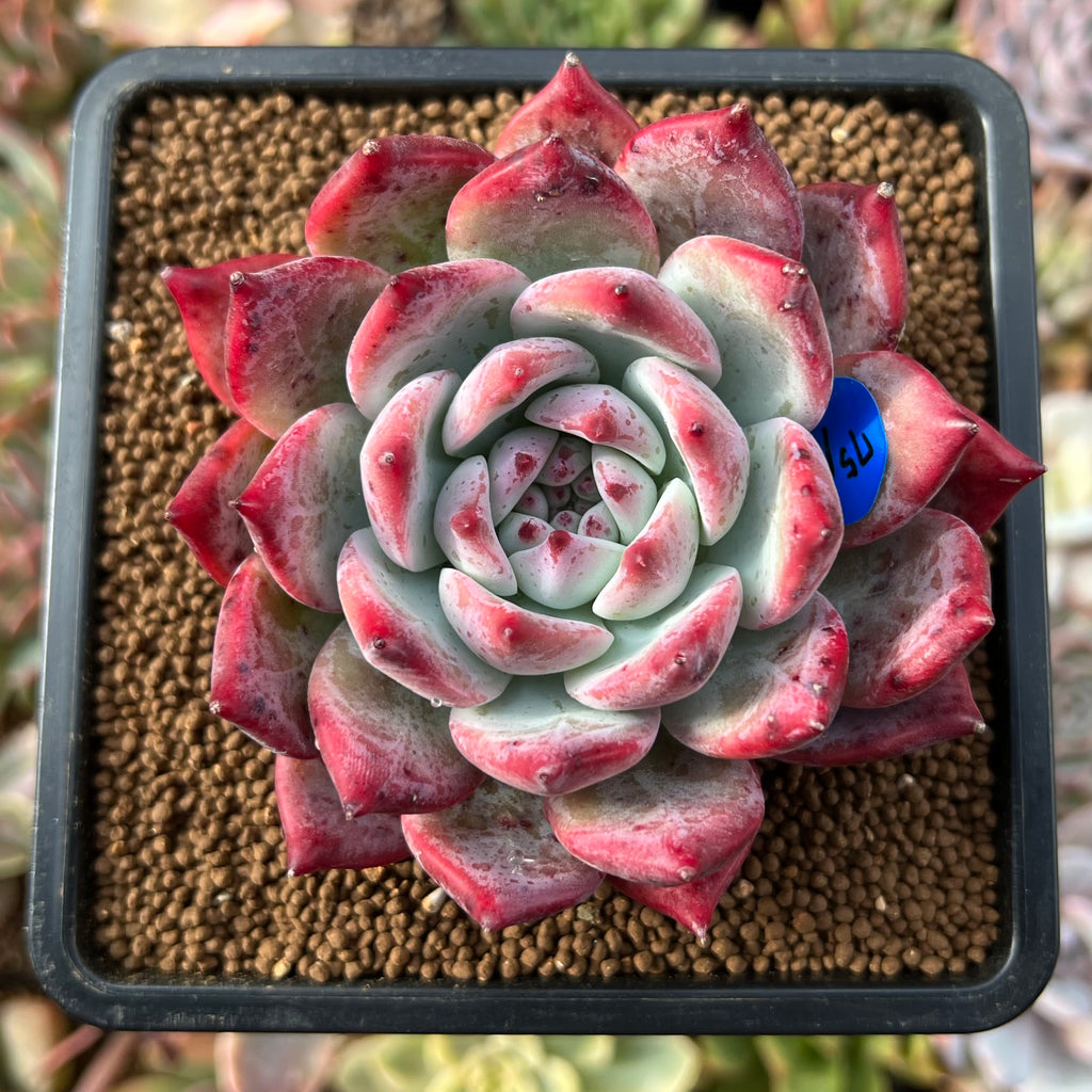 Echeveria 'Colorata' 3" Succulent Plant – True Succulents Plant Co.