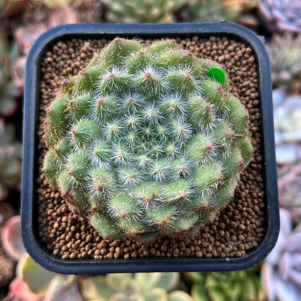 Echeveria 'Abiyu' 2" Setosa Hybrid Succulent Plant – True Succulents ...