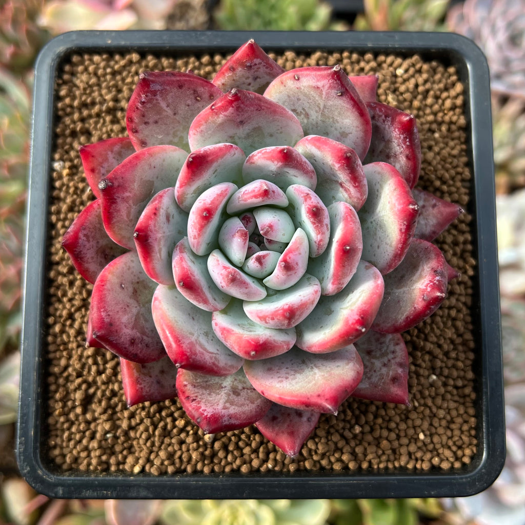 Echeveria 'Colorata' 3" Succulent Plant – True Succulents Plant Co.