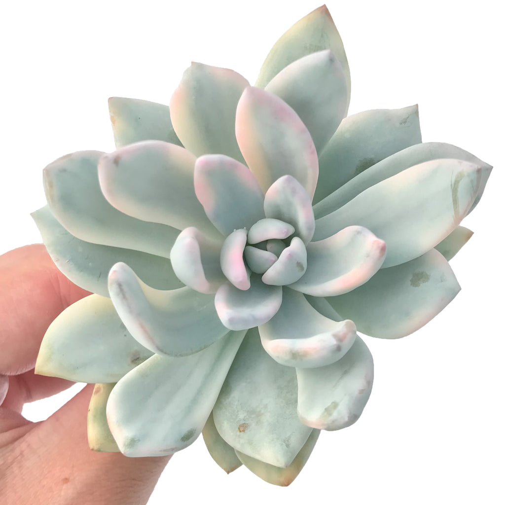 Echeveria 'Simonasa' Variegated 3" Powdery Succulent Plant – True ...
