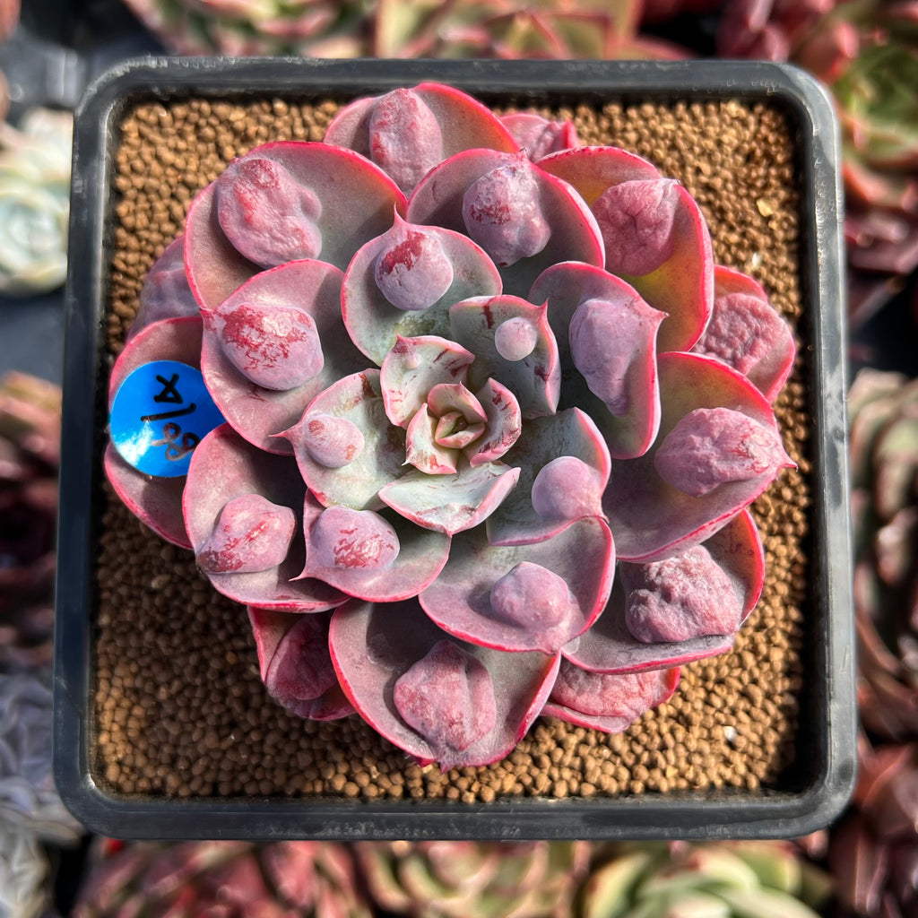 Echeveria 'Raindrop' 2"-3" Succulent Plant – True Succulents Plant Co.