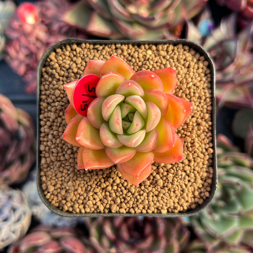 Echeveria 'Quinca' 1"-2" Succulent Plant – True Succulents Plant Co.