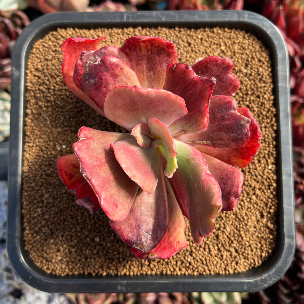 Echeveria 'Diamond State' Variegated 3"-4" Cutting Succulent Plant ...
