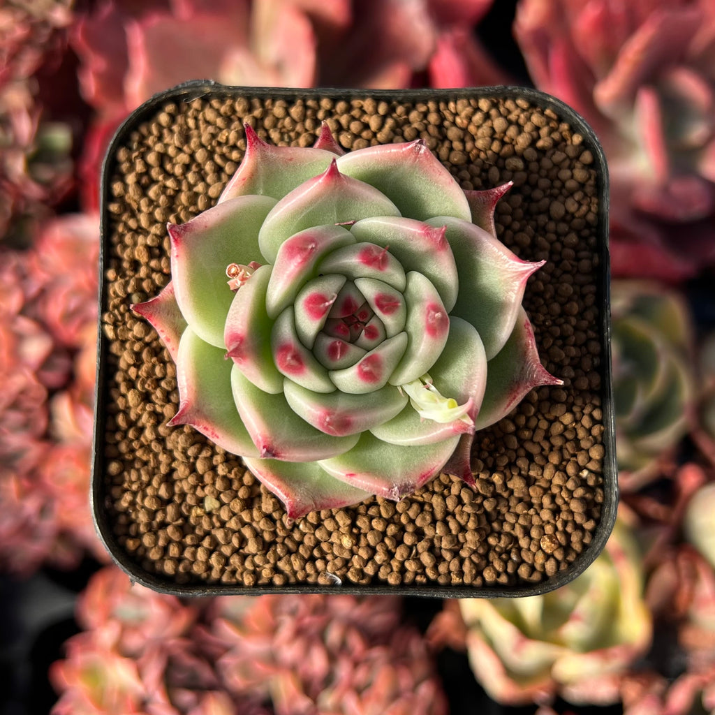 Echeveria 'Toscanelli' 1"-2" Succulent Plant – True Succulents Plant Co.