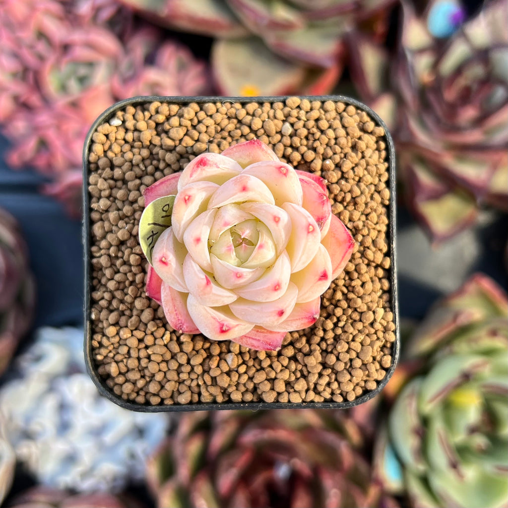 Echeveria 'Pink Crystal' 1" Succulent Plant – True Succulents Plant Co.