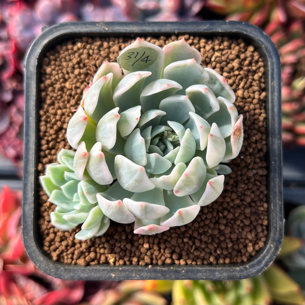 Echeveria 'Angel-In-Us' Variegated 1"-2" Succulent Plant – True ...