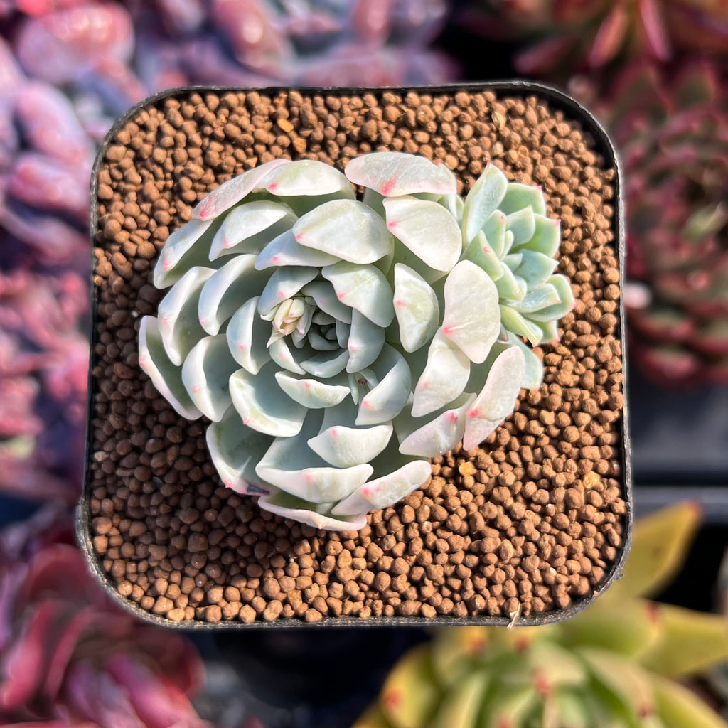 Echeveria 'Angel-In-Us' Variegated 1"-2" Succulent Plant – True ...