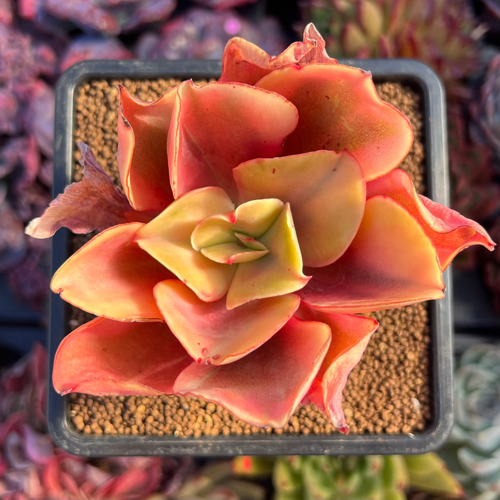 Echeveria 'Suyon' Variegated 2"-3" Succulent Plant – True Succulents ...